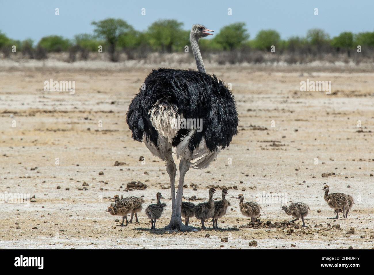 Male Ostrich protecting a brood of ten babies Stock Photo - Alamy
