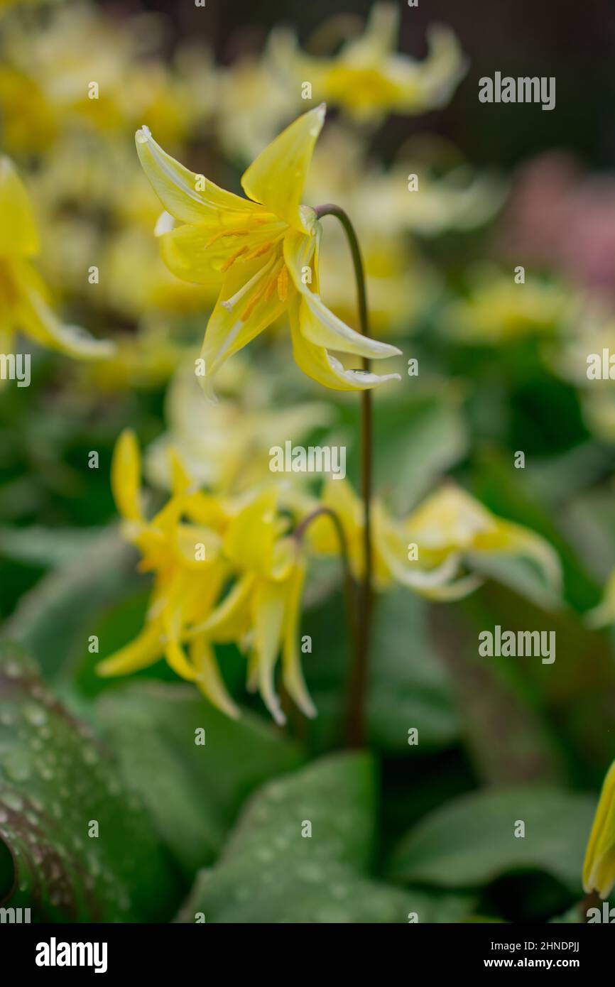 beautiful natural spring background Stock Photo - Alamy