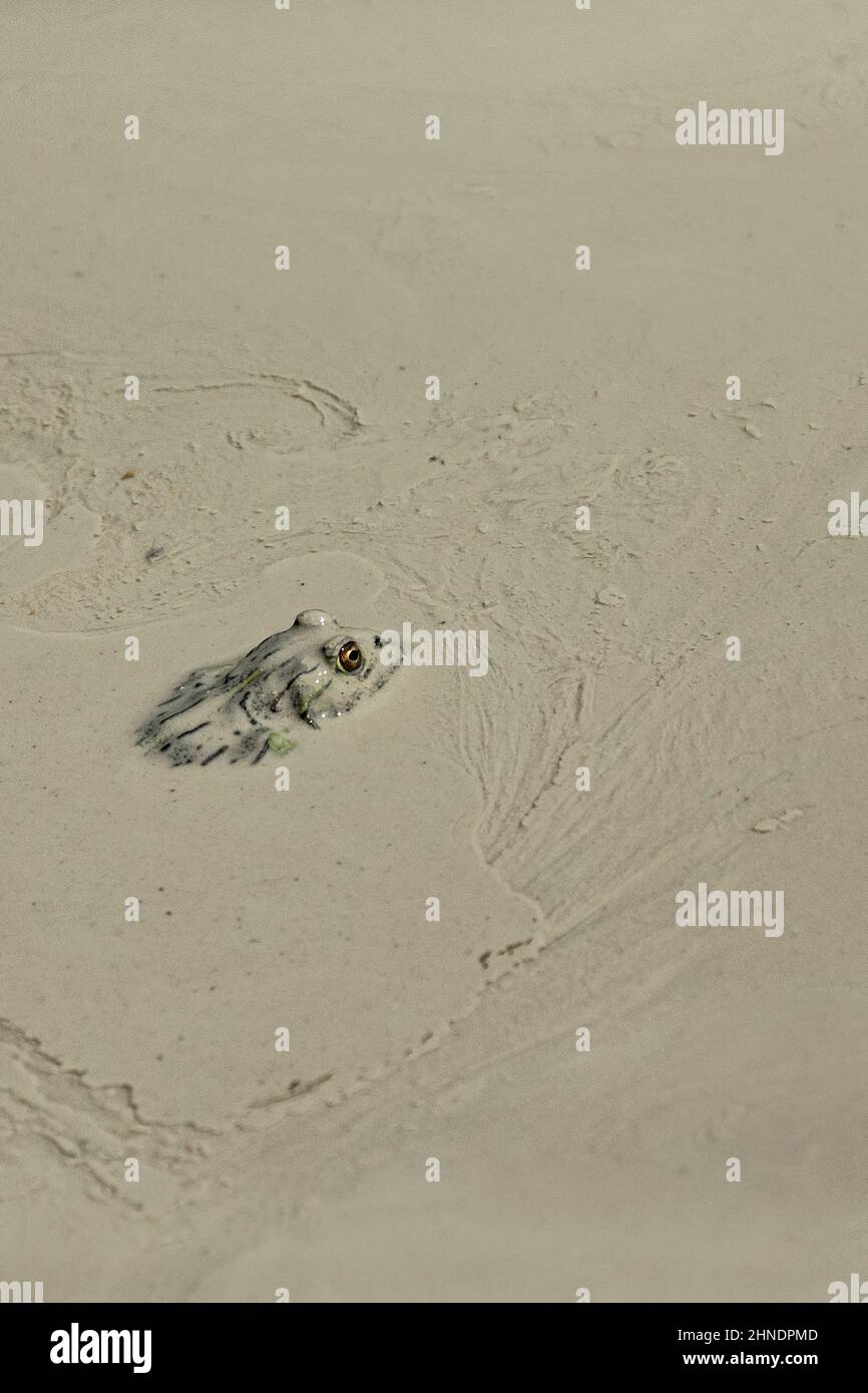 Green Frog in muddy puddle Stock Photo - Alamy