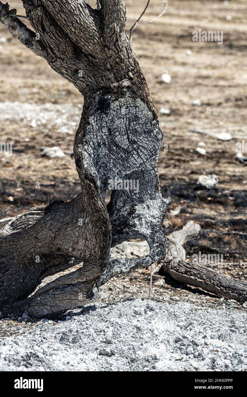 Half burnt tree hi-res stock photography and images - Alamy