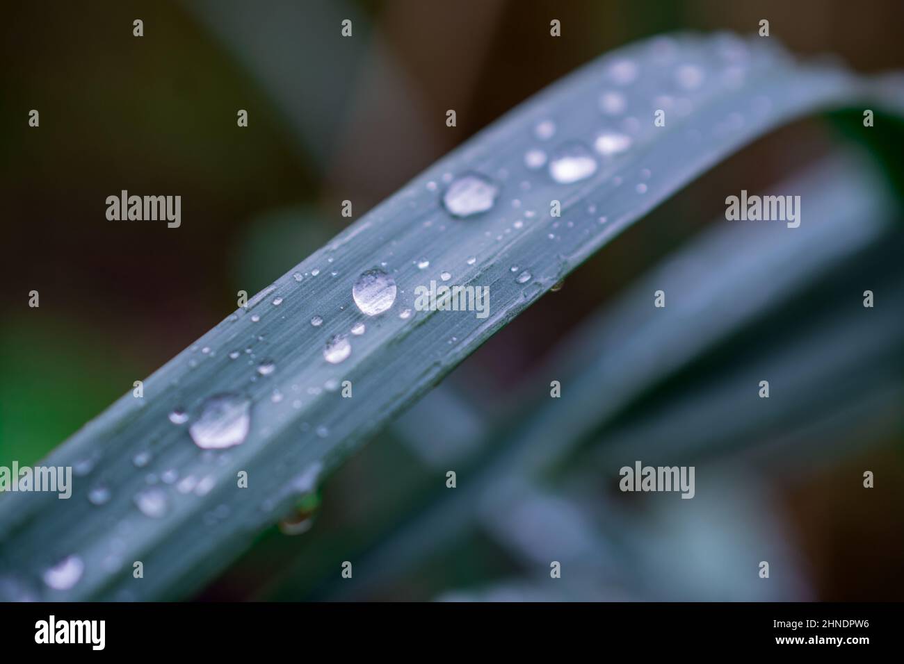 beautiful natural background with flowers after rain Stock Photo - Alamy