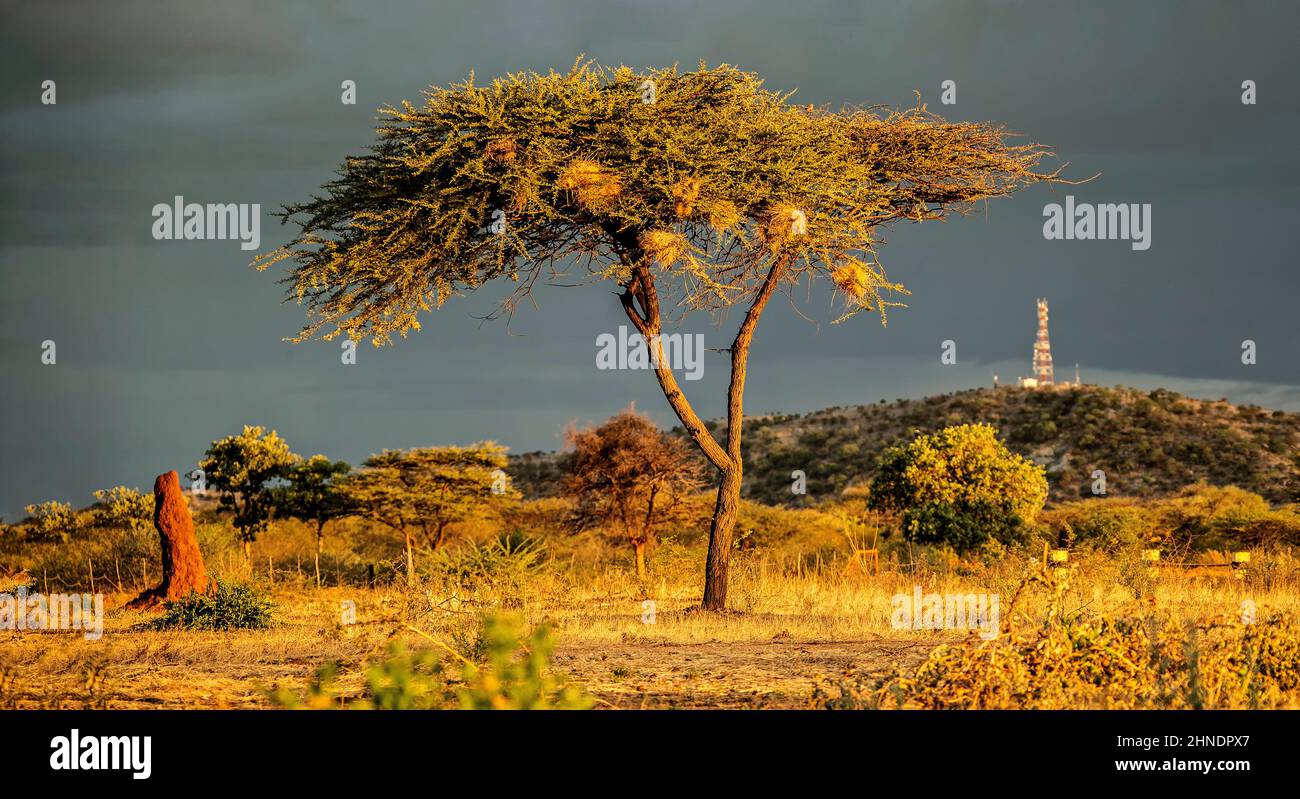 Camelthorn tree hi-res stock photography and images - Alamy