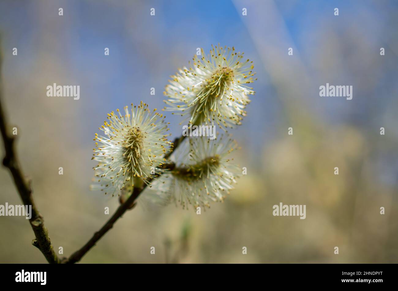 beautiful natural spring background Stock Photo - Alamy