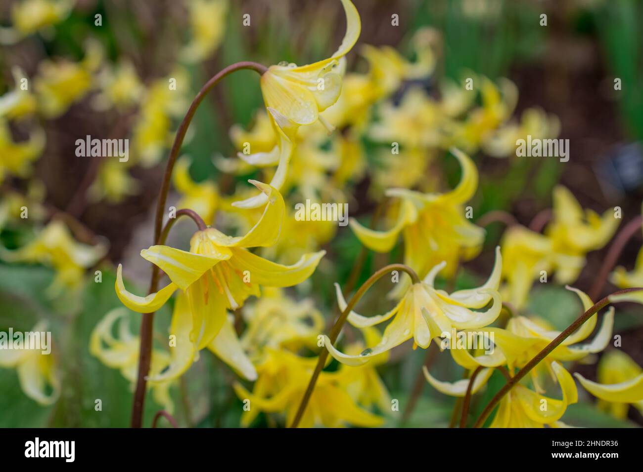 beautiful natural spring background Stock Photo - Alamy