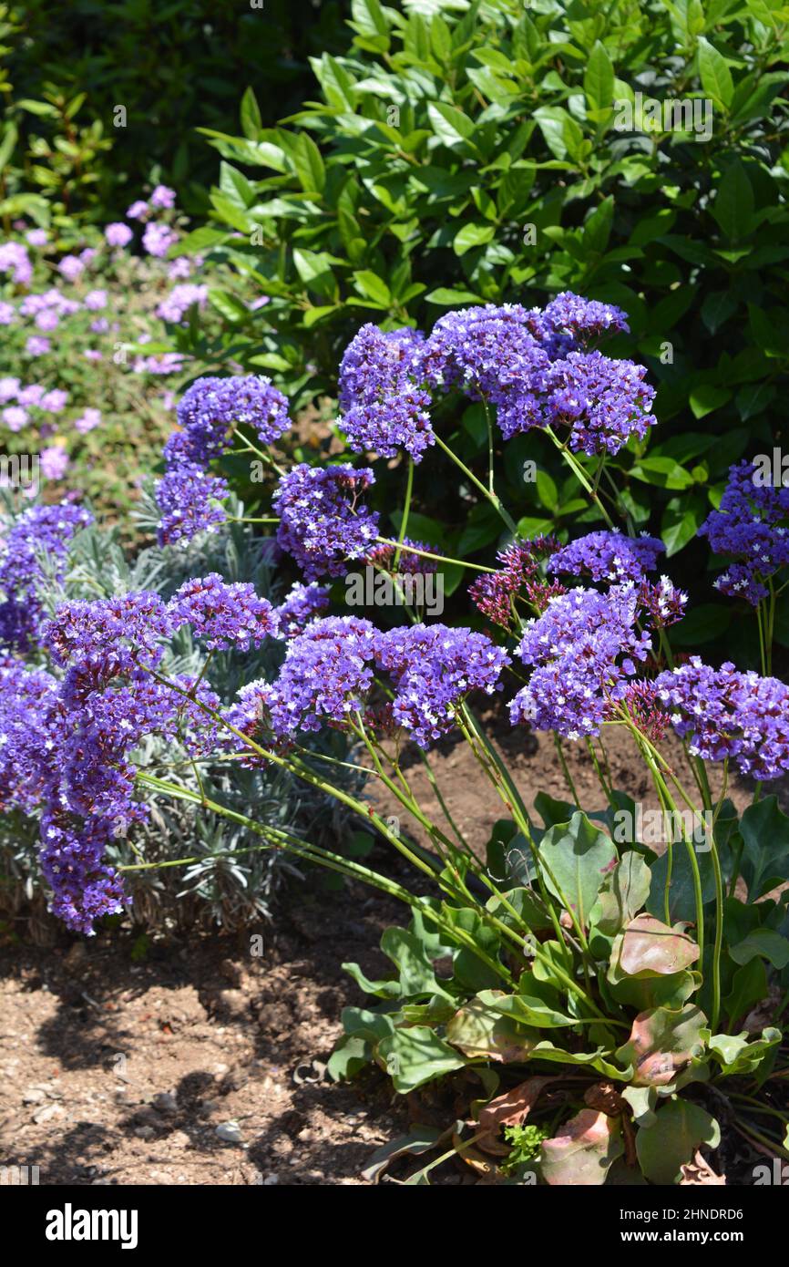 Lavender sea of blue colour hi-res stock photography and images - Alamy