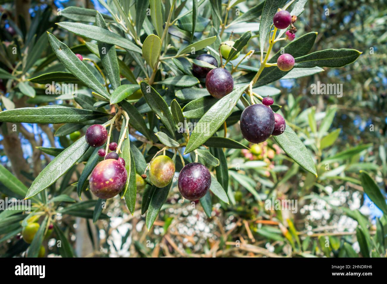 Organic olive three close-up view. Detail of leaves and fruits Stock ...
