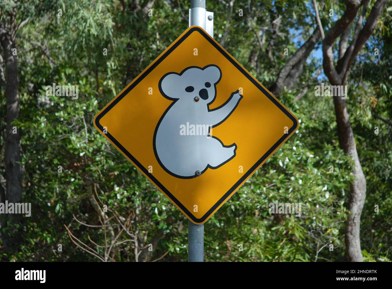 Queensland Koala Road Signs Make Me Iconic 5 Australian Road Signs