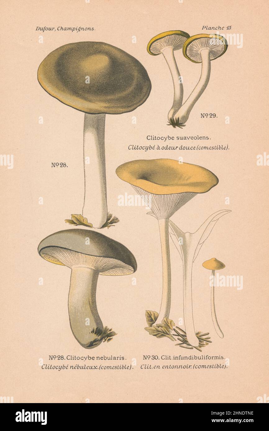 Vintage mushroom illustration of Clitocybe nebularis (Clouded Agaric ...