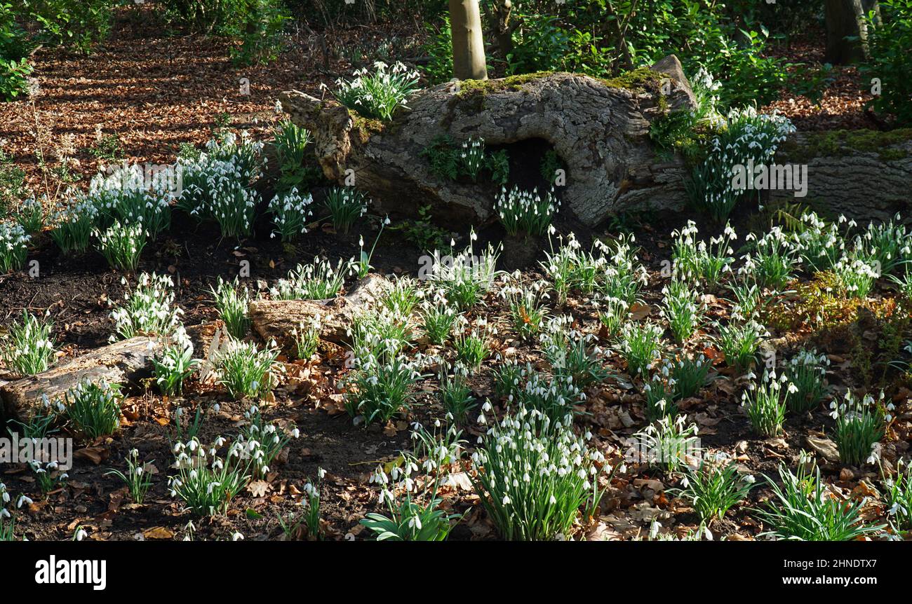 Tree bulbous trunk High Resolution Stock Photography and Images - Alamy