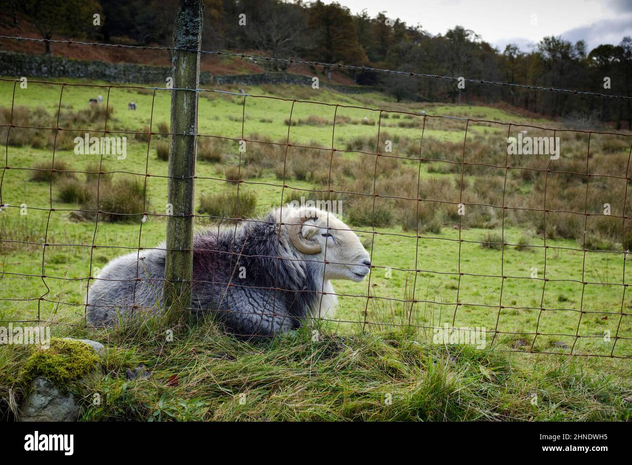 Herdwick Ram in a field near Ambleside, Cumbria Stock Photo - Alamy