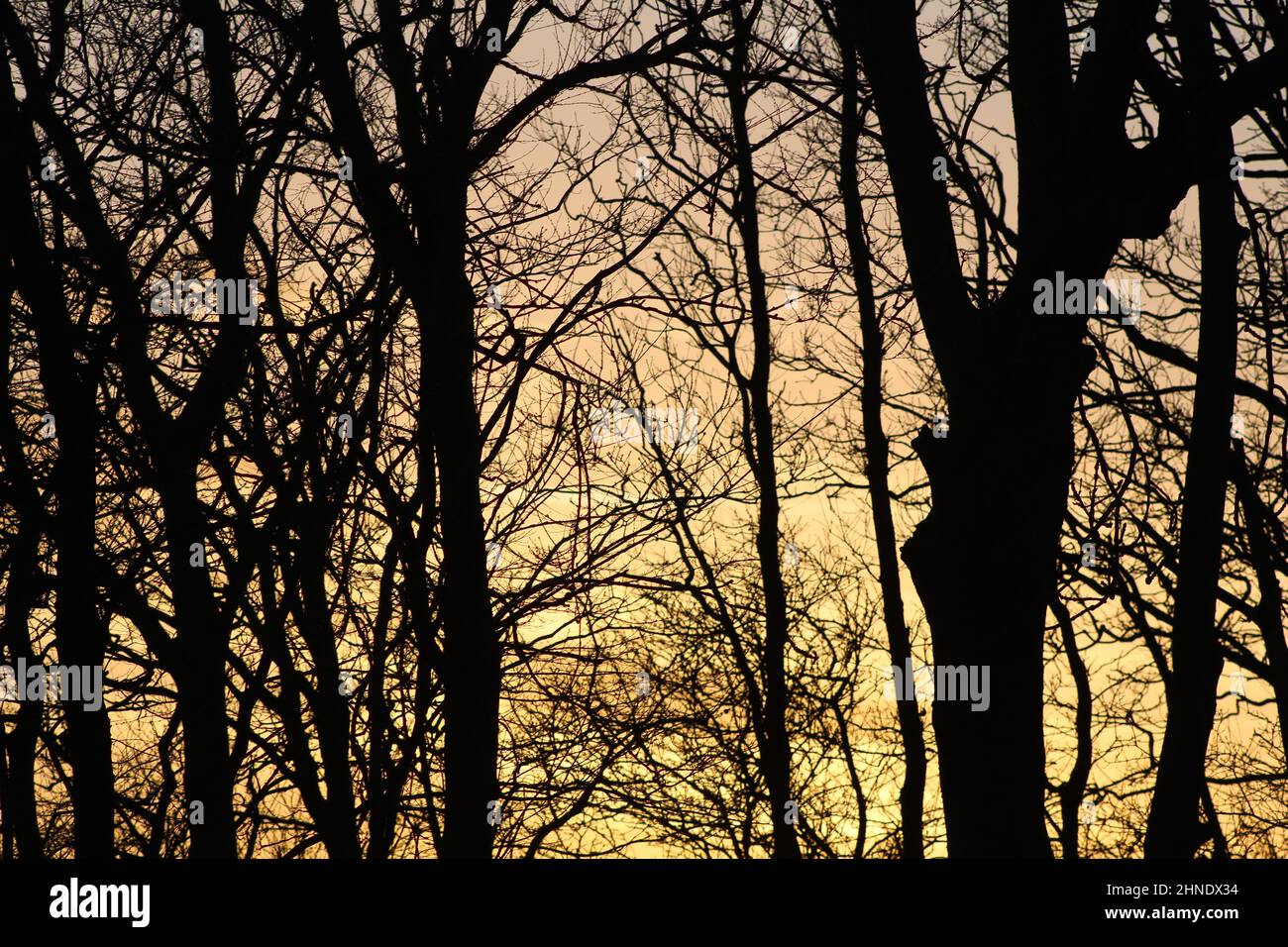 Sky shining through tree branches Stock Photo - Alamy