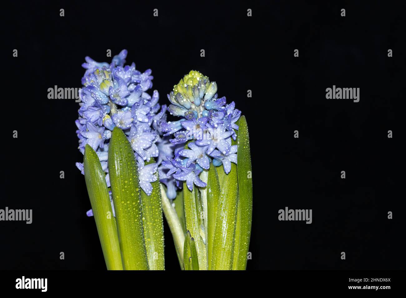 Hyacinthus plants hi-res stock photography and images - Alamy