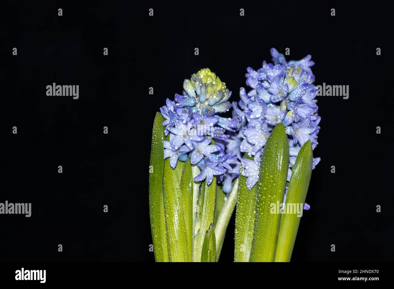 Hyacinthus plants hi-res stock photography and images - Alamy
