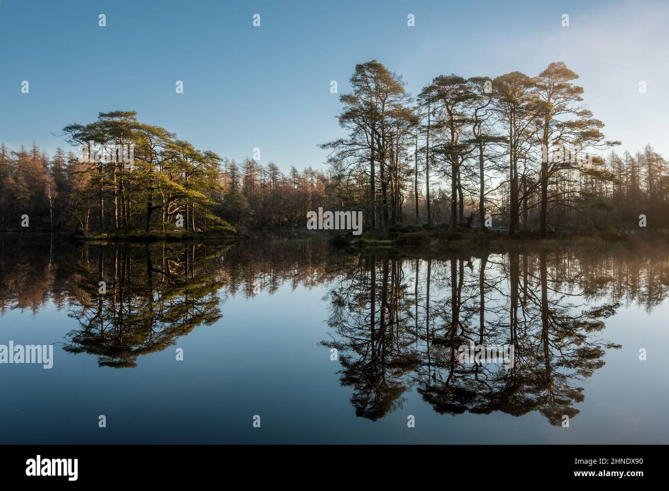 Symmetrical tree reflections at High Dam, Finsthwaite Stock Photo - Alamy