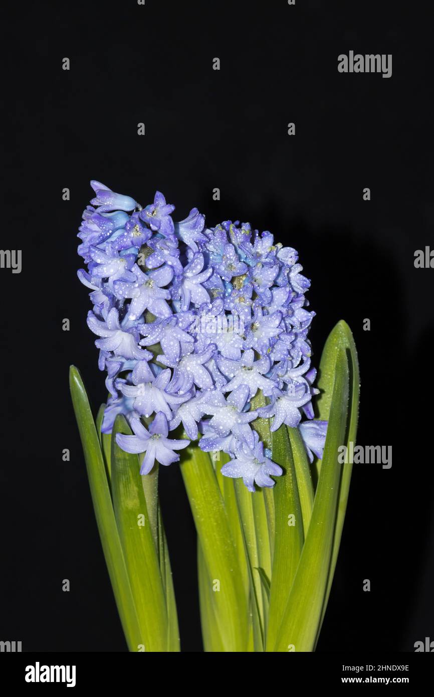 Hyacinthus plants hi-res stock photography and images - Alamy