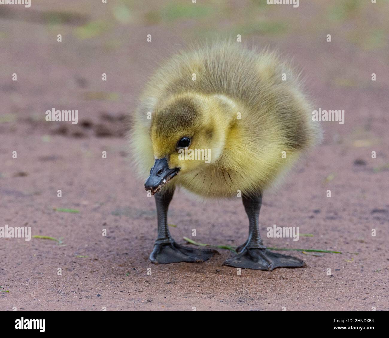 Canadian gosling hi-res stock photography and images - Alamy
