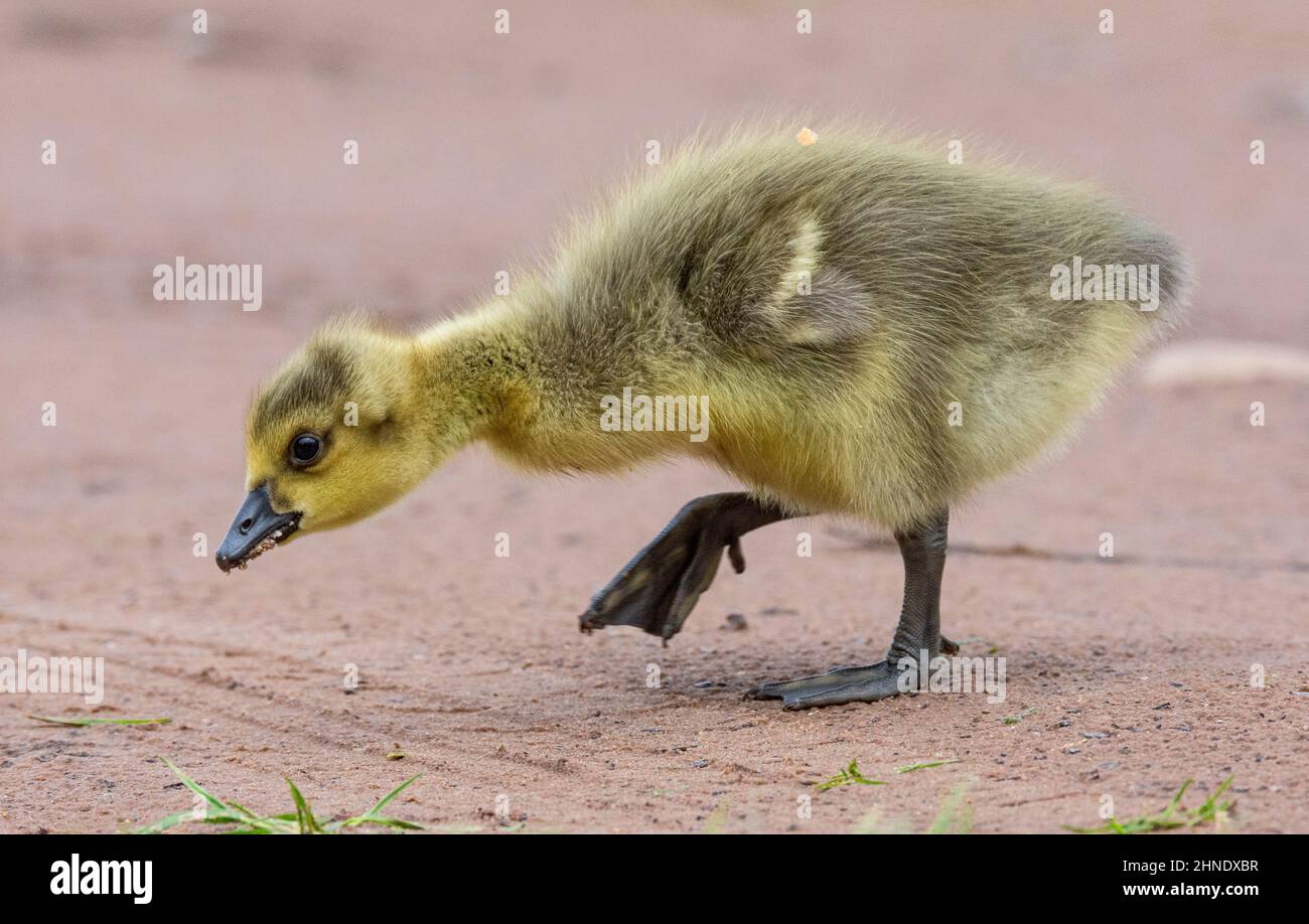 Canadian gosling hi-res stock photography and images - Alamy