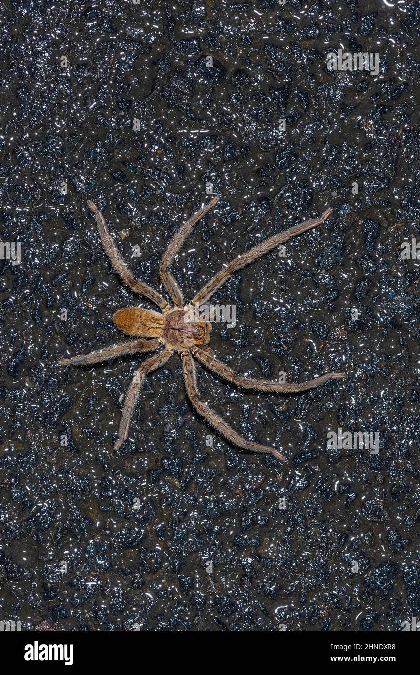 Wolf spider seen on wet rocks near water stream in Meghalaya, India ...
