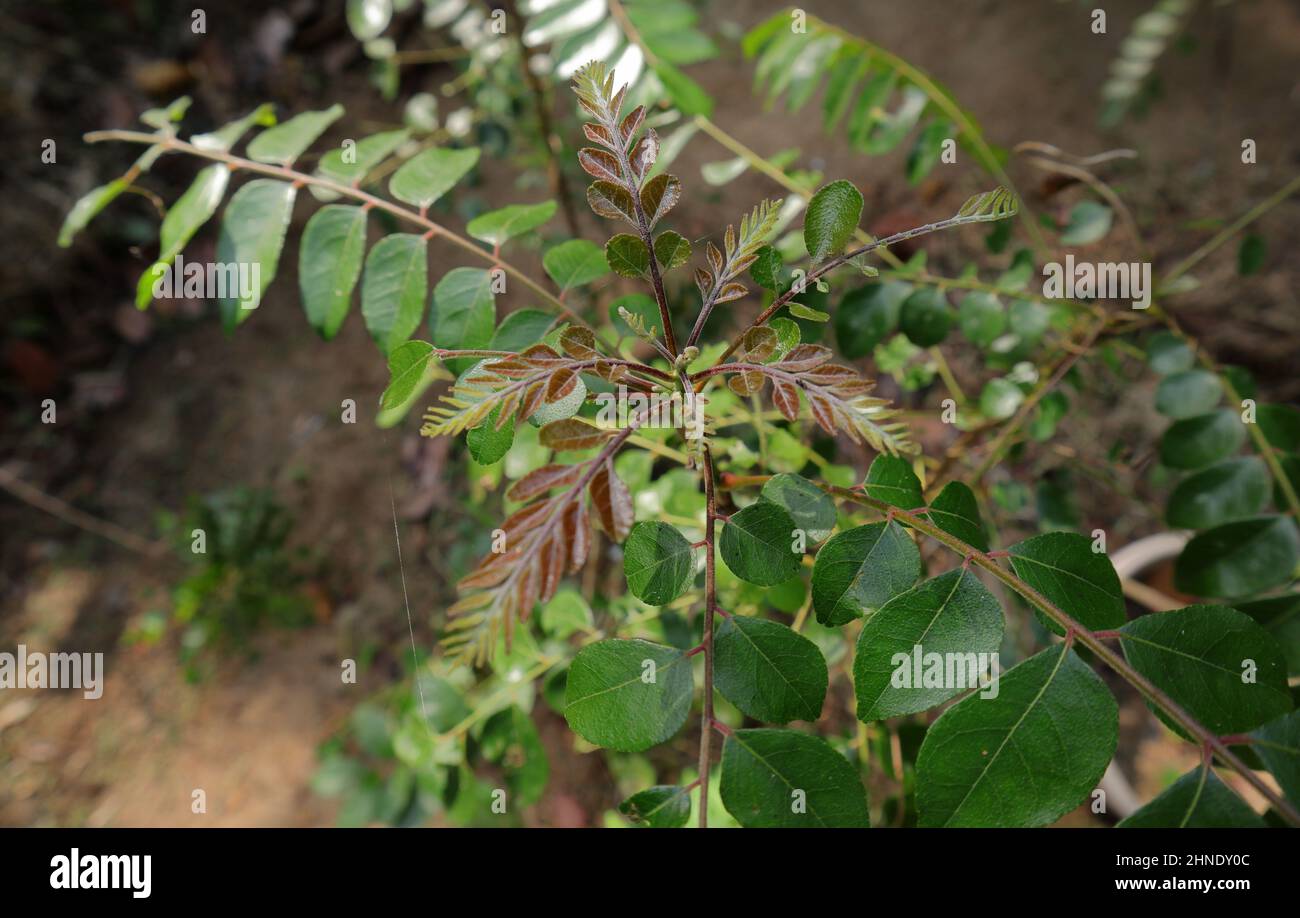 Newly form Immature Curry tree leaflets growing from the stem, top view ...