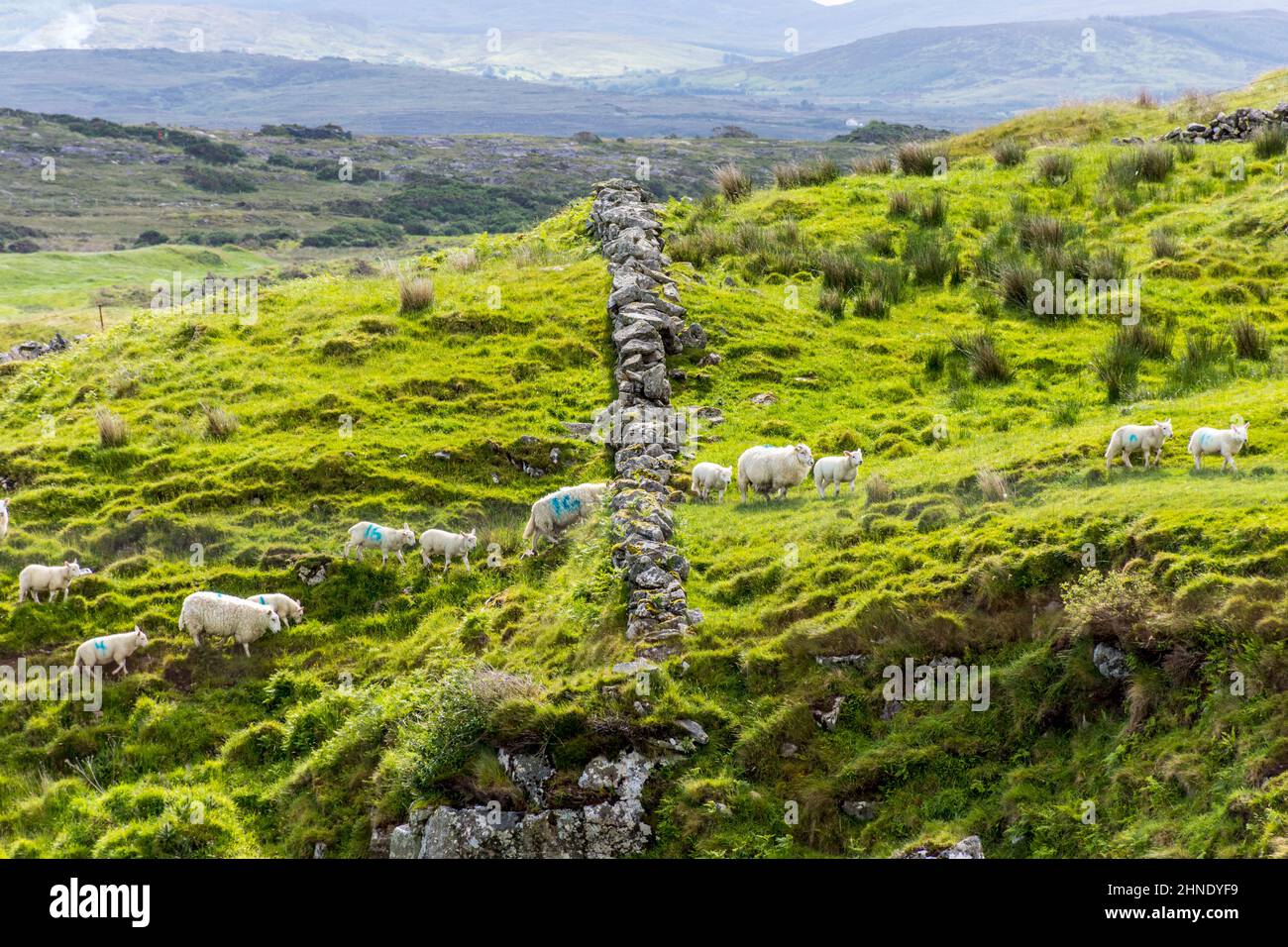 Sheep and lambs pass through a gap in a wall near Ardara, County ...