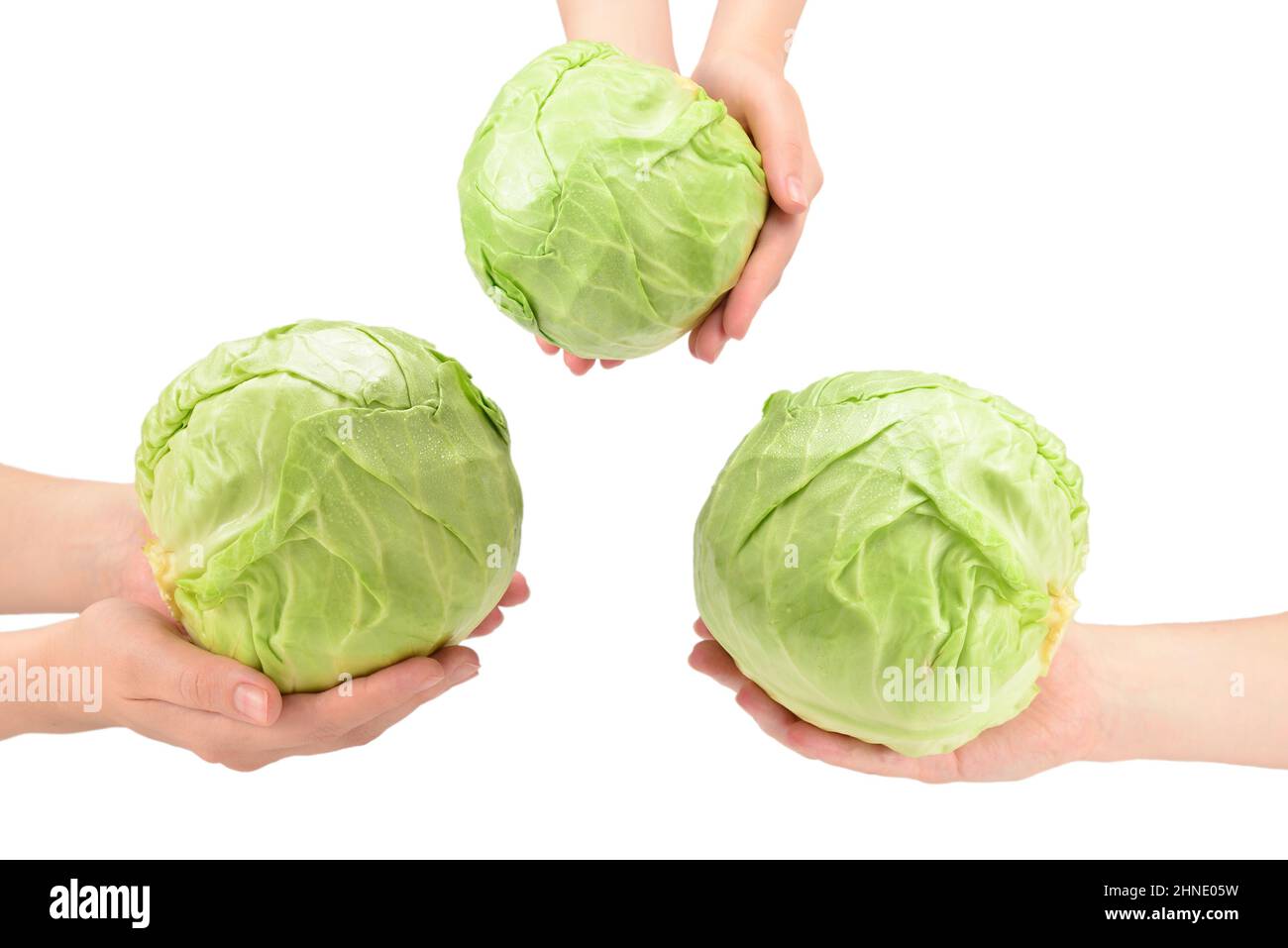Cabbage in woman hand isolated on white background Stock Photo - Alamy