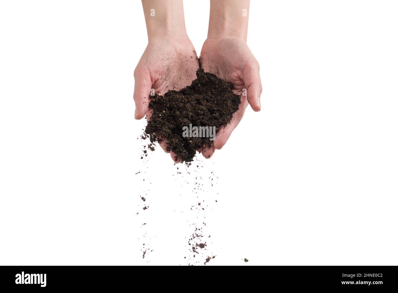 Brown soil in woman hands isolated on white background. The soil falls ...