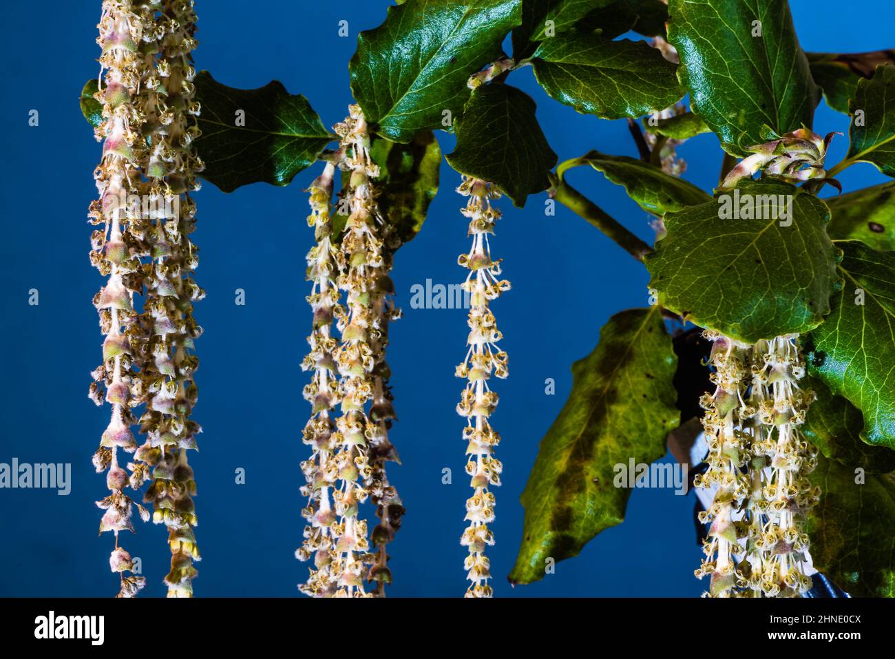 A Garrya Elliptica James Roof or Silk-Tassel Bush, growing in a Country ...
