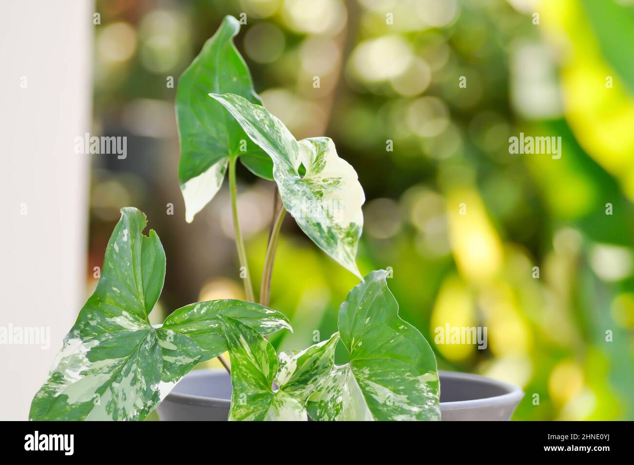 Syngonium podophyllum, Arrowhead Vine or Goosefoot Plant or Araceae ...