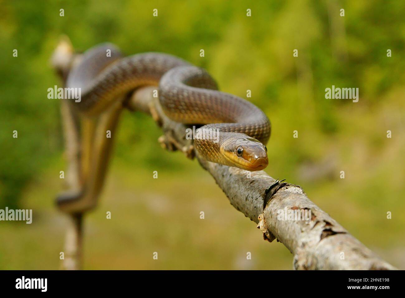 Aesculapian Snake, Zamenis longissimus, The San River Valley ...