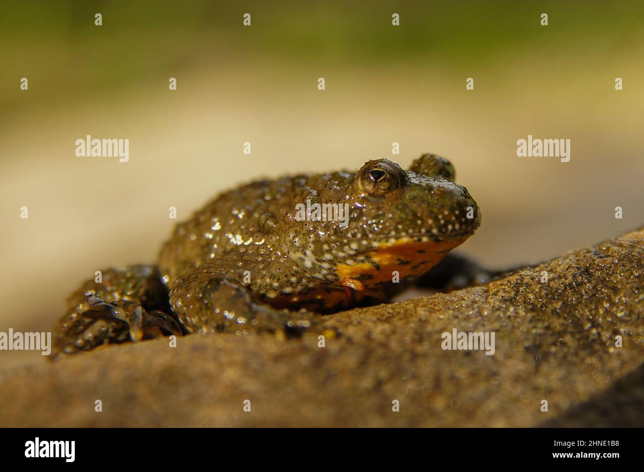 Yellow-Bellied Toad on the rock (Bombina variegata), Bieszczady ...