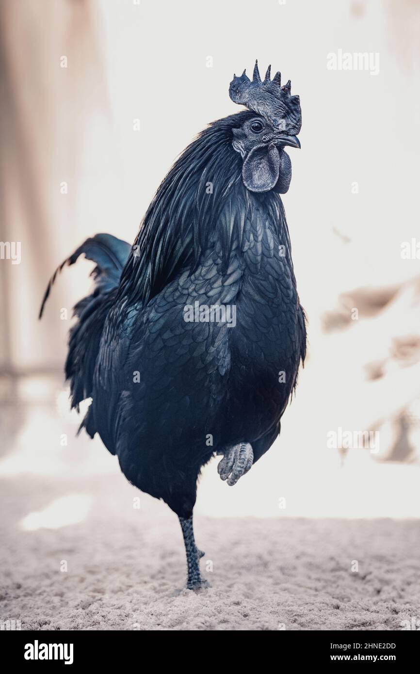 A jet black rooster stands on one leg in fine weather Stock Photo - Alamy