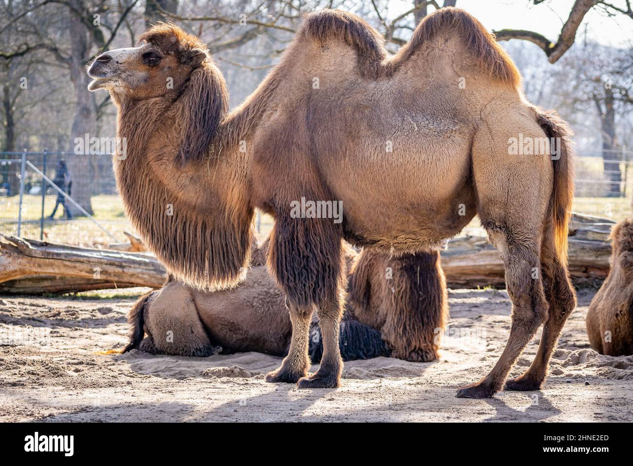 Side profile of a camel hi-res stock photography and images - Alamy