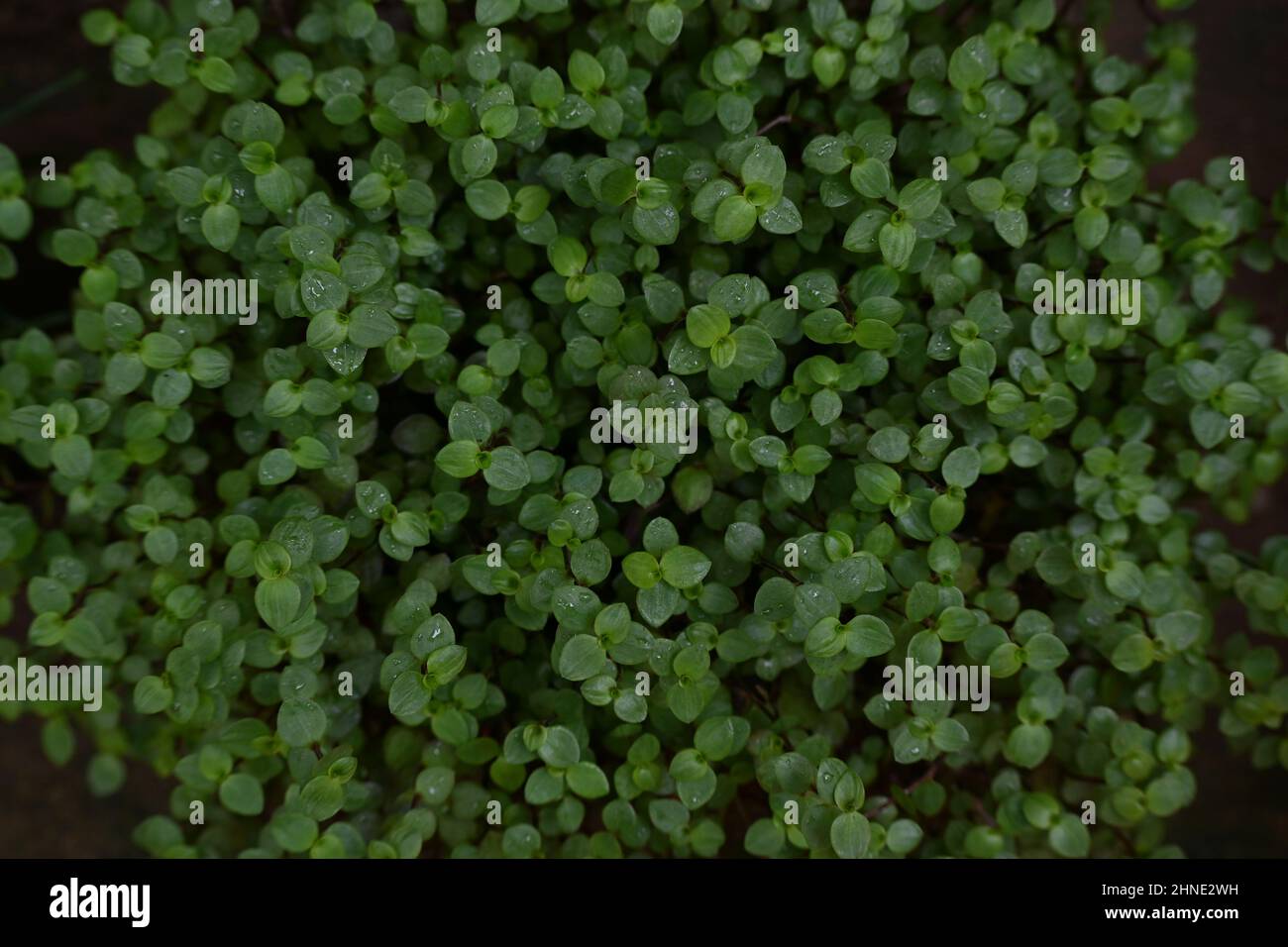 Ornamental plant with small leaf Stock Photo - Alamy