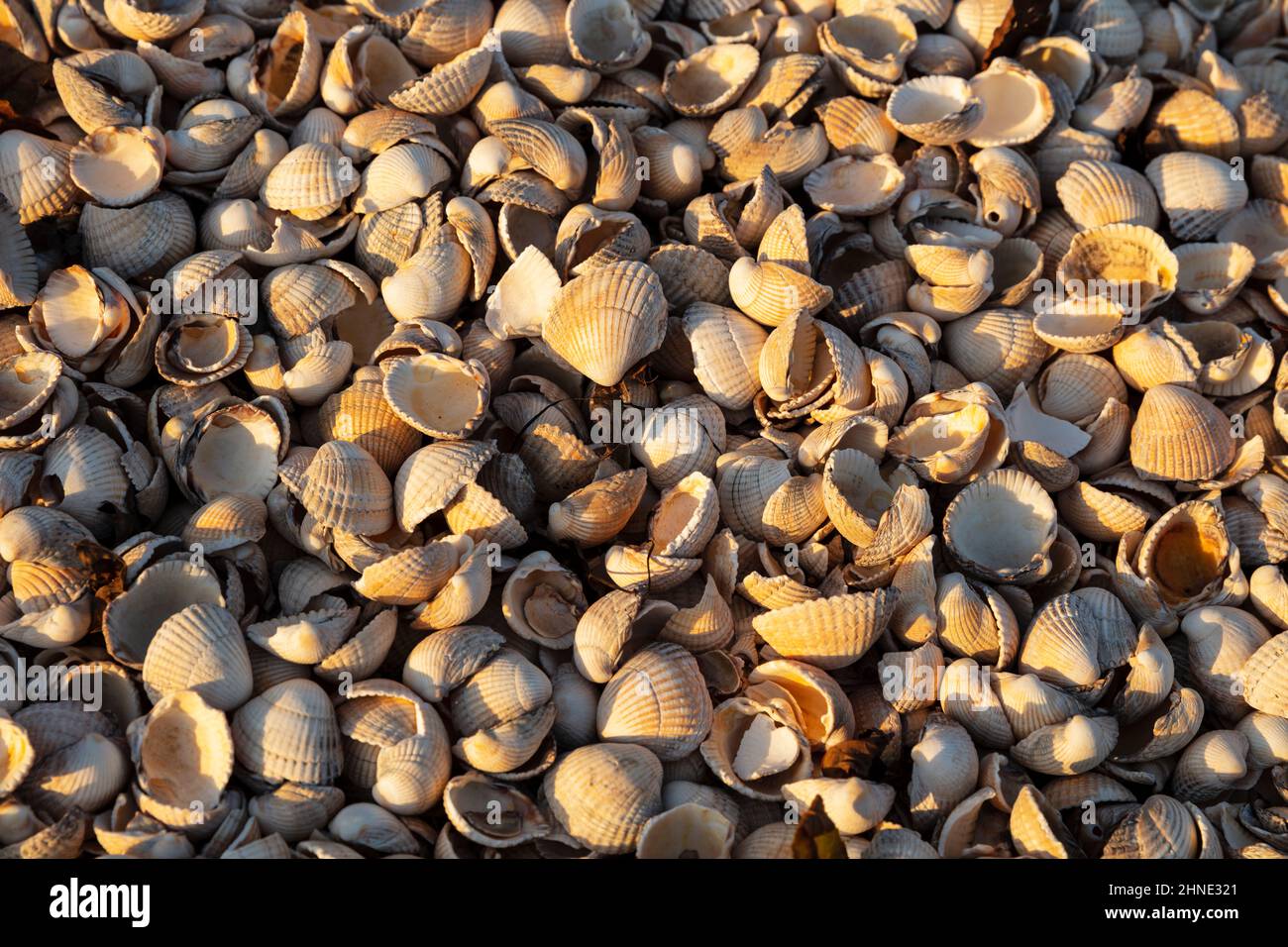 Cockle shells beach hi-res stock photography and images - Alamy