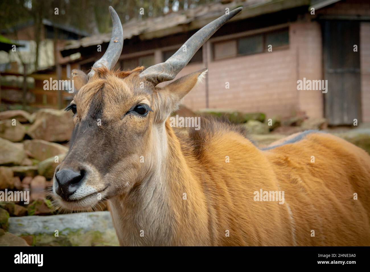 A big reindeer in a German zoo in nice weather Stock Photo - Alamy