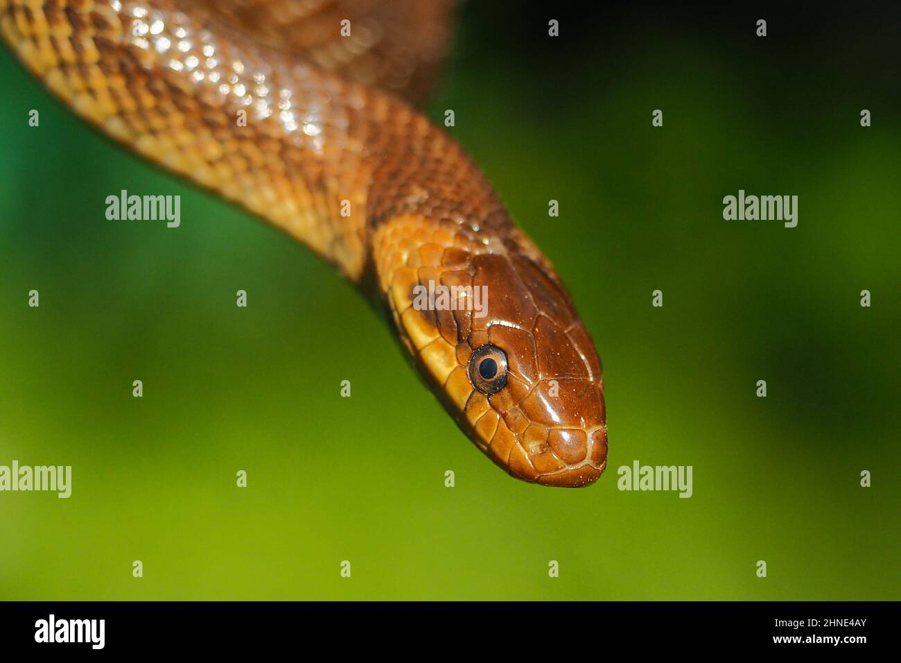 Aesculapian Snake, Zamenis longissimus, The San River Valley ...