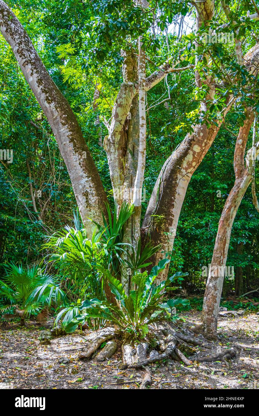 Tropical natural jungle forest plants palm trees and walking trails at ...