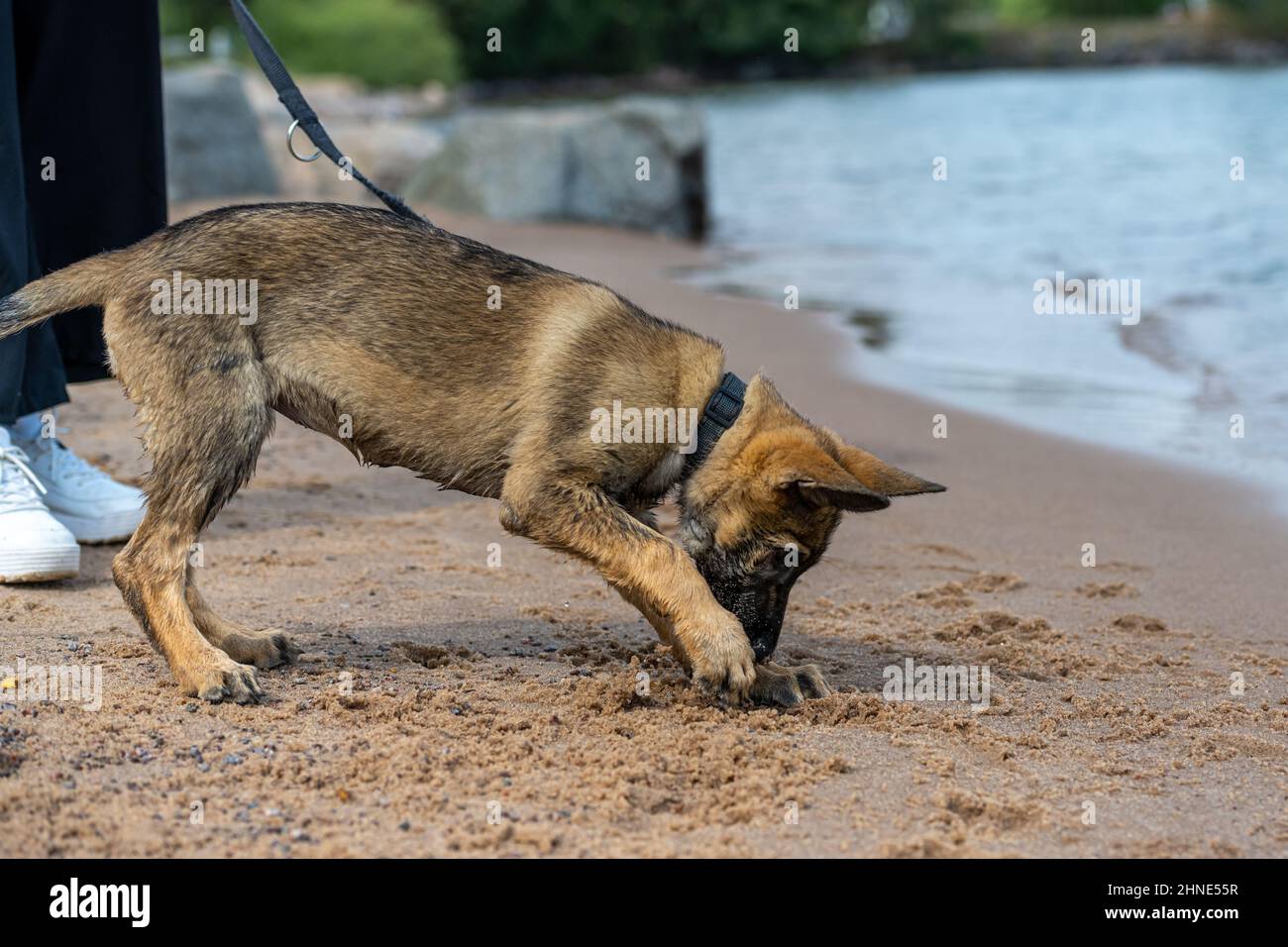 An eleven weeks old German Shepherd puppy playing on a sandy beach ...