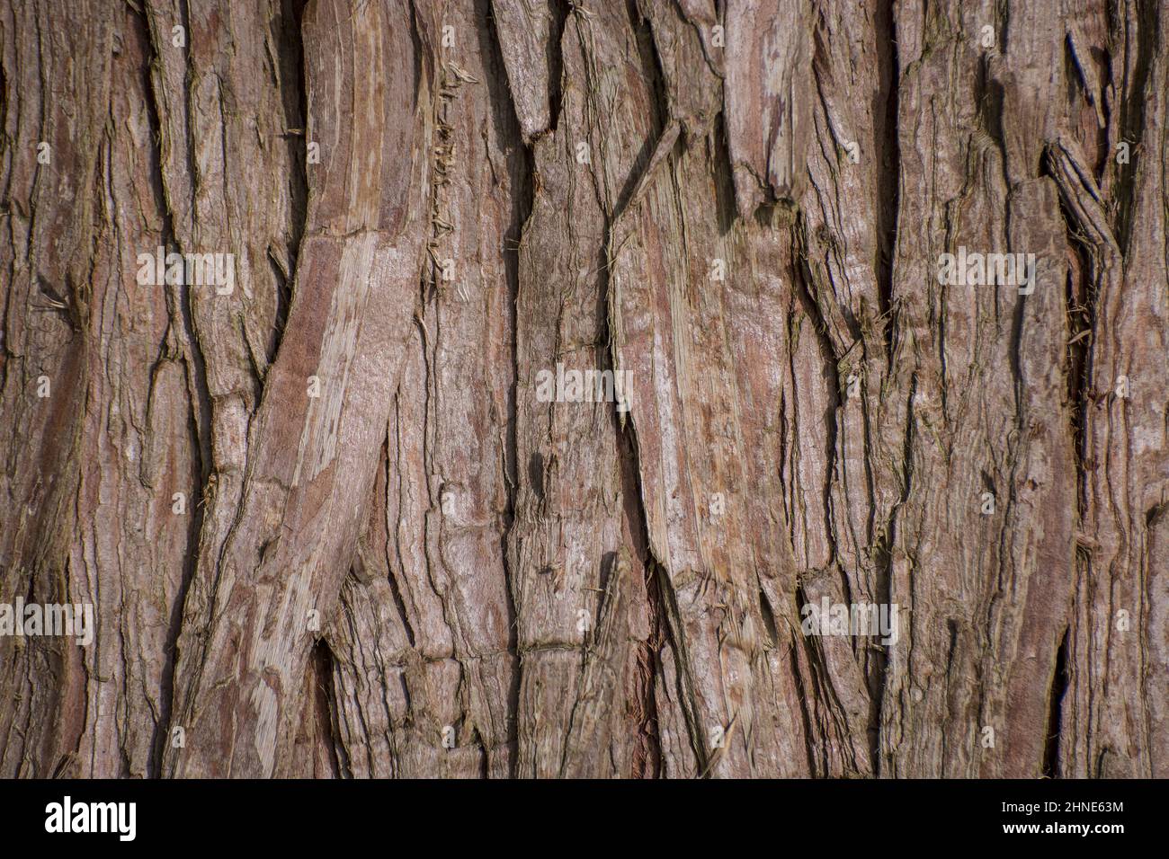 natural tree background Stock Photo - Alamy