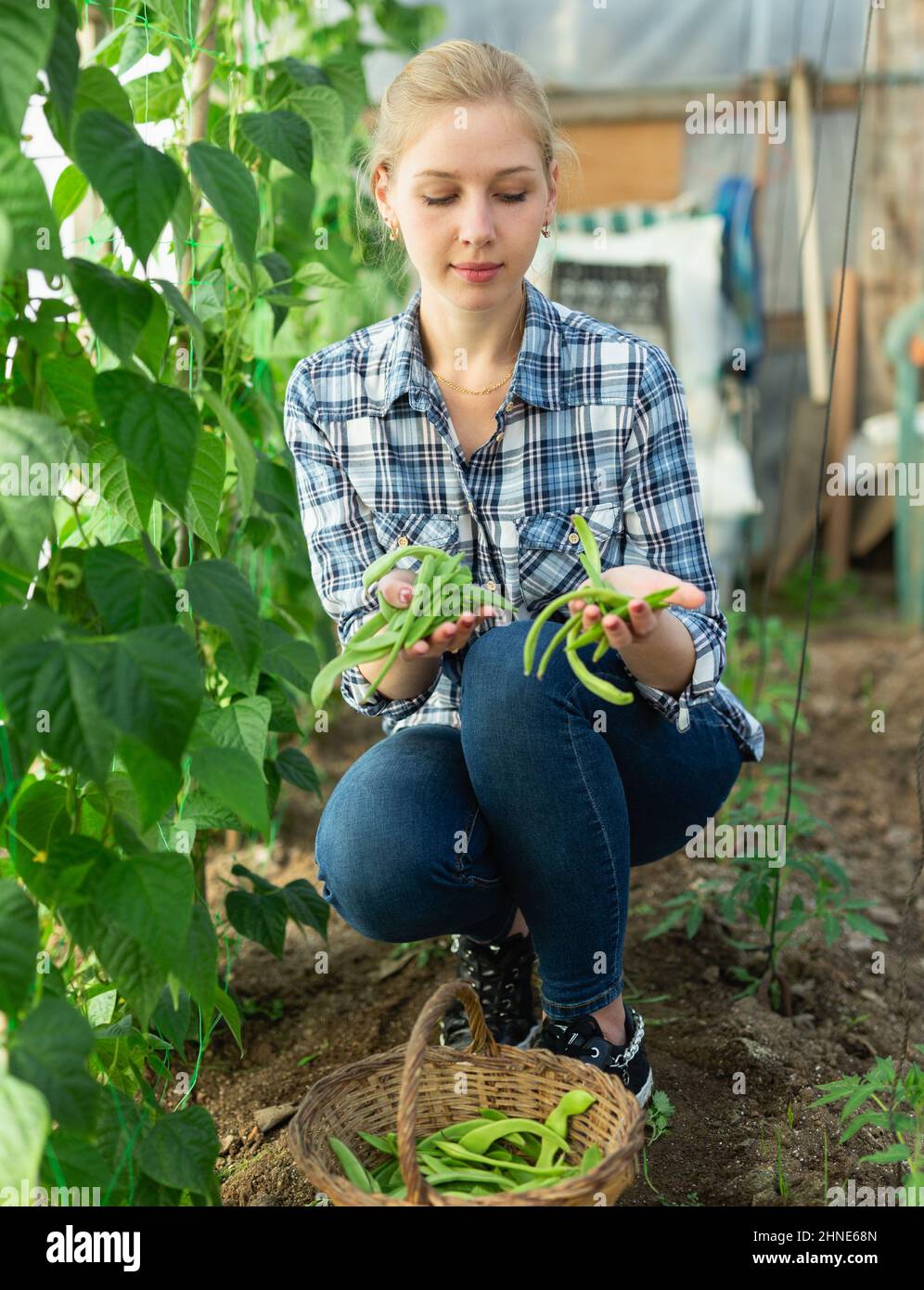 Woman picking green beans Stock Photo - Alamy