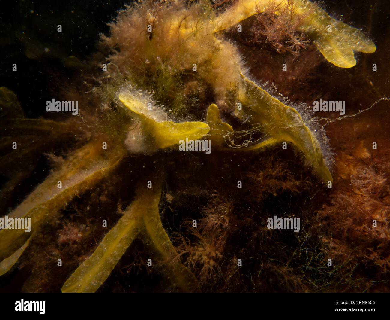 Closeup of Fucus vesiculosus, common names bladderwrack, black tang ...
