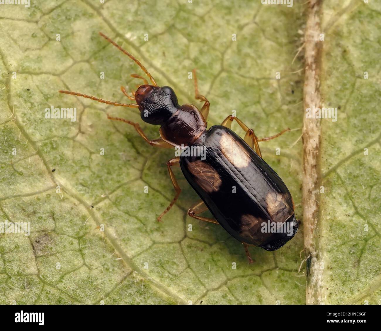 Dorsal view of Dromius quadrimaculatus Ground beetle in leaf litter ...