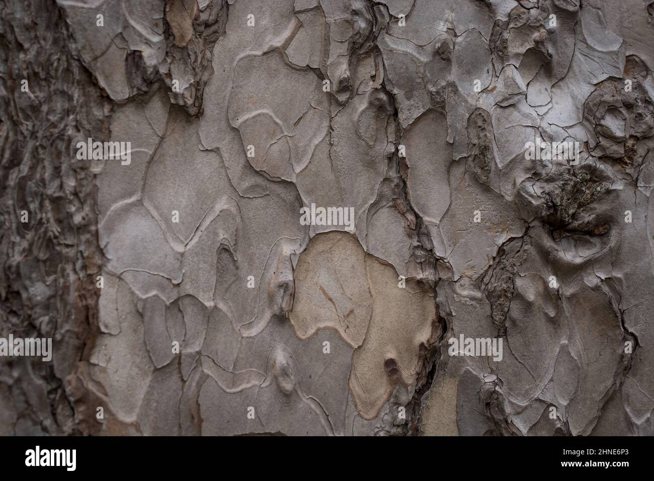 natural tree background Stock Photo - Alamy