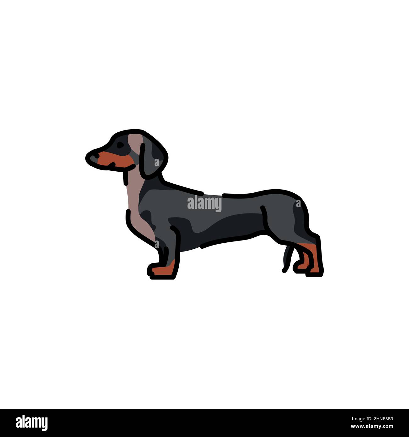 Dachshund dog breed color Stock Vector Images - Alamy