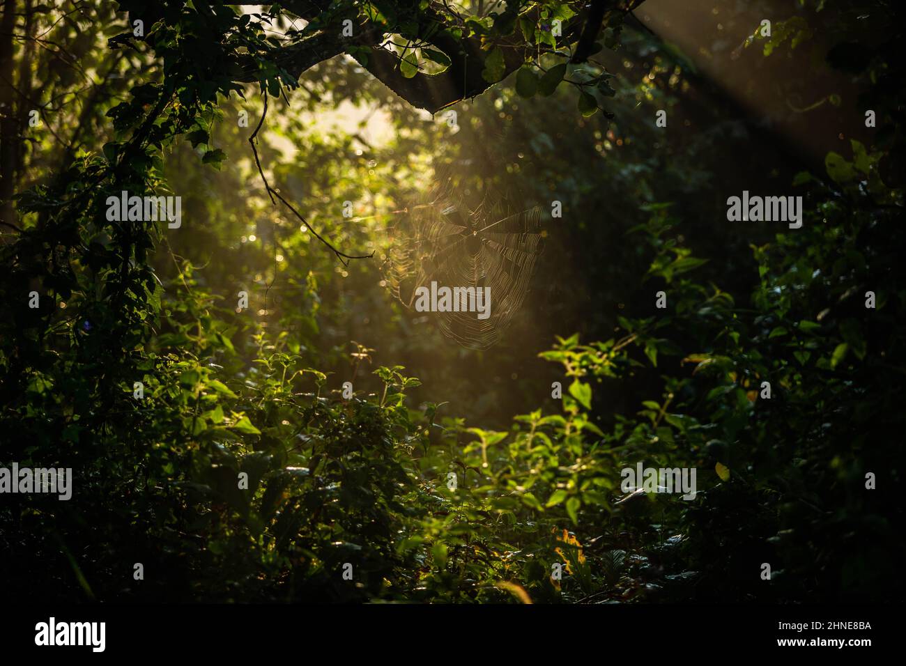 Kerala photography photos hi-res stock photography and images - Alamy