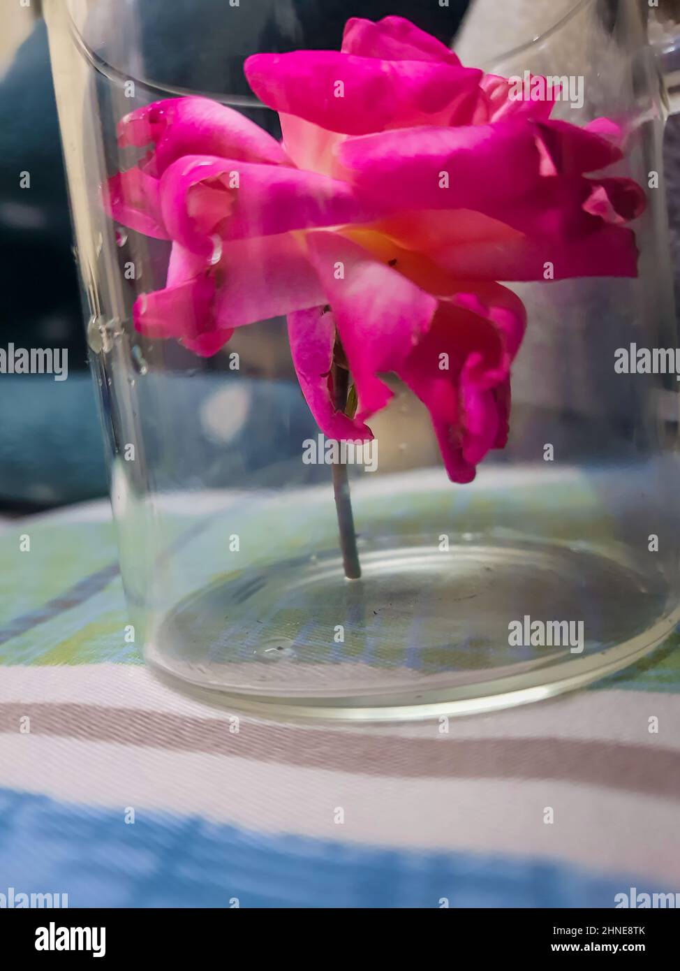 See through transparent hi-res stock photography and images - Alamy