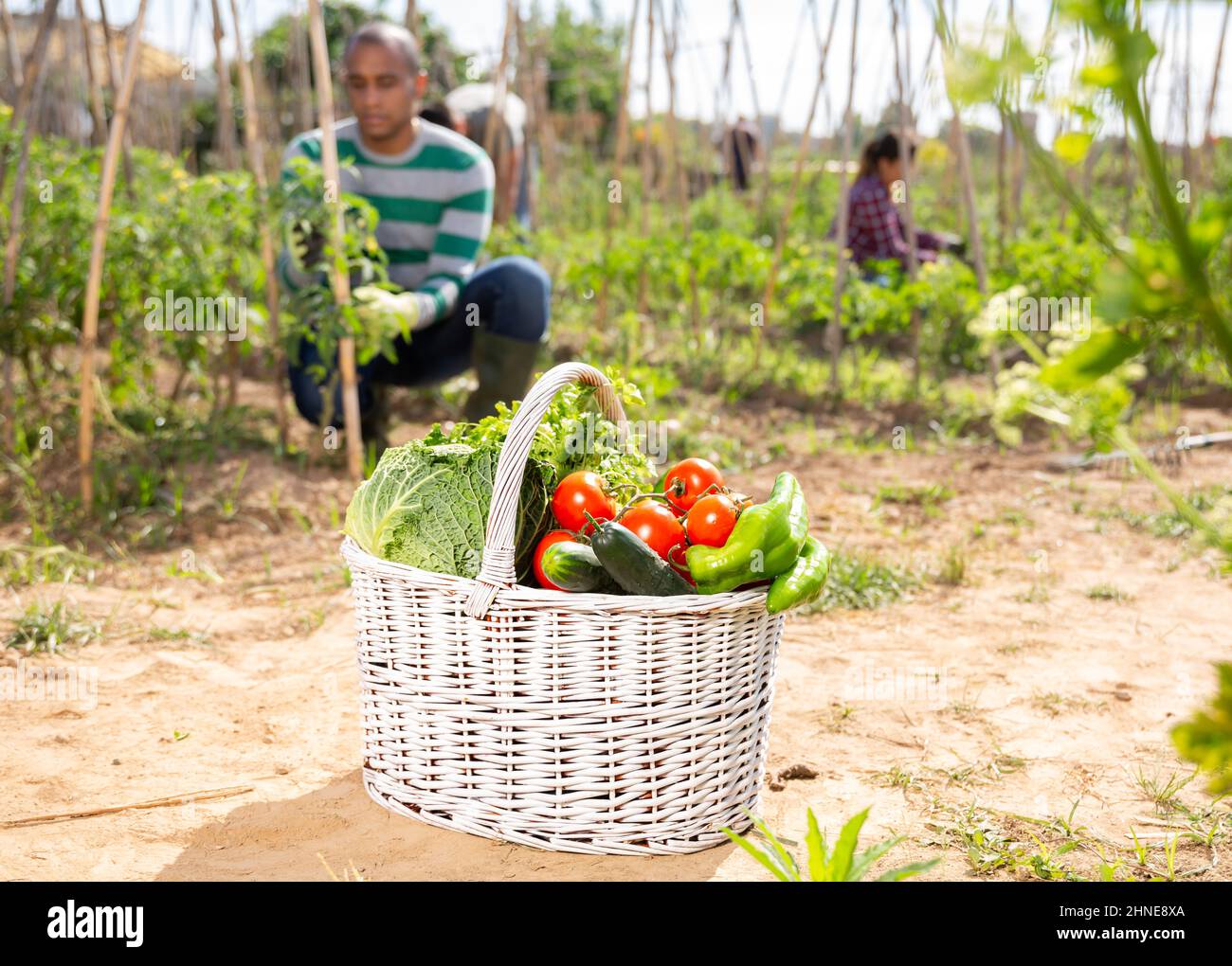 Basket with a crop of vegetables on field Stock Photo - Alamy