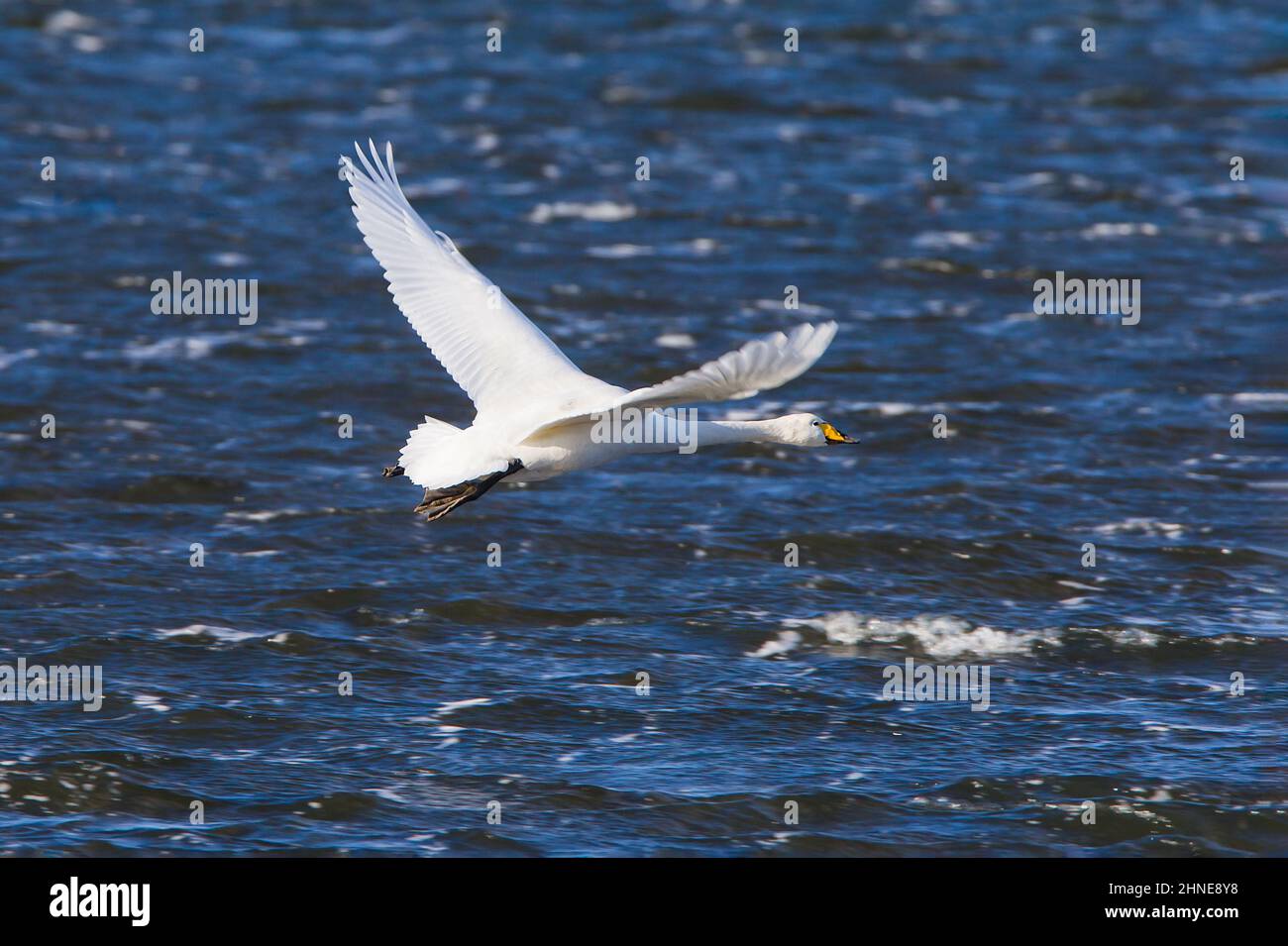 Swan flight wildlife hi-res stock photography and images - Alamy