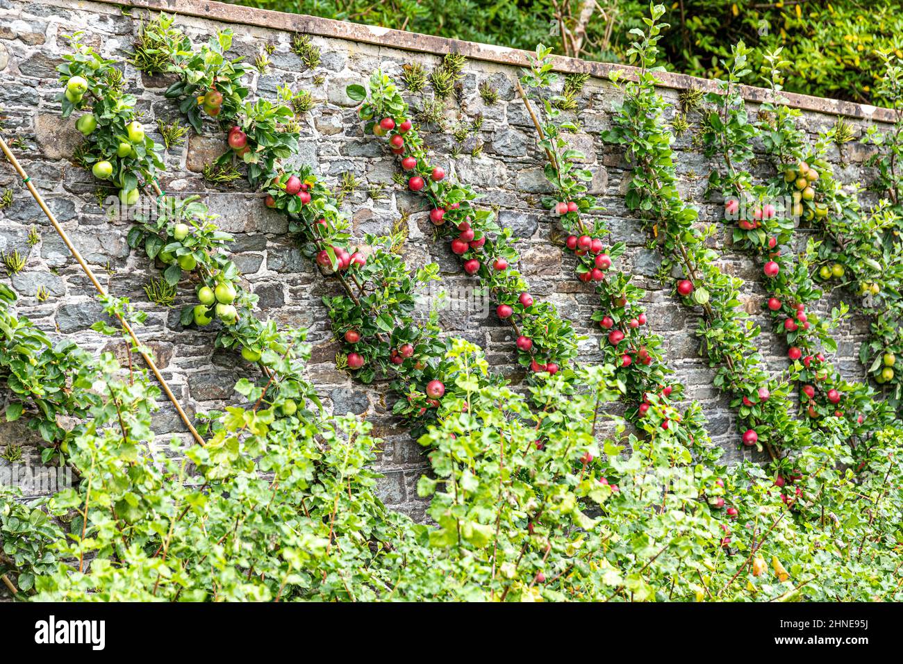 Cordon apples ripening in the walled garden at the Torrisdale Castle ...