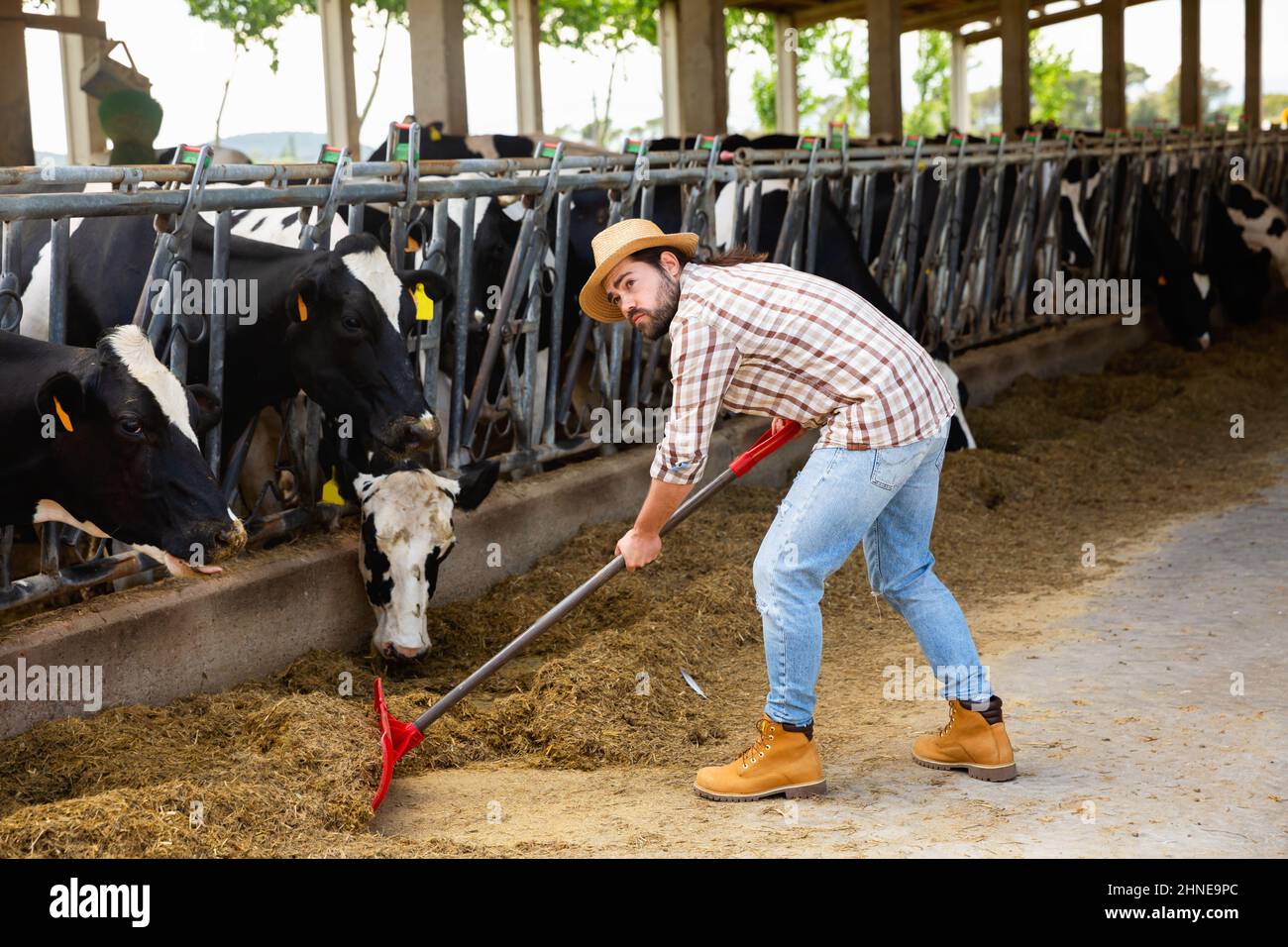 Young bearded farmer working in cowshed, engaged in breeding of milking ...